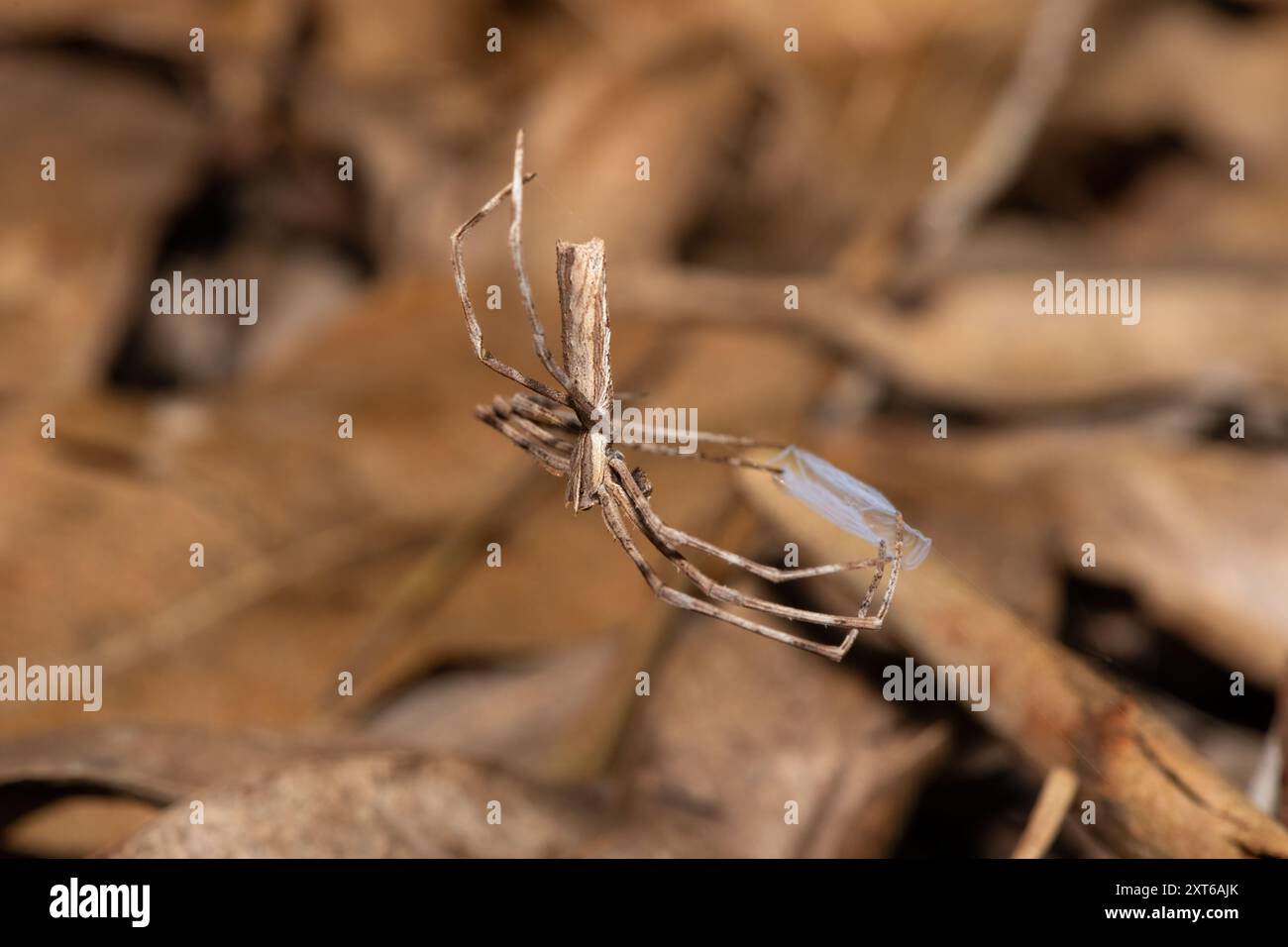 Long-palp Ogre-faced Spider (Asianopis cylindrica) getting ready to ...