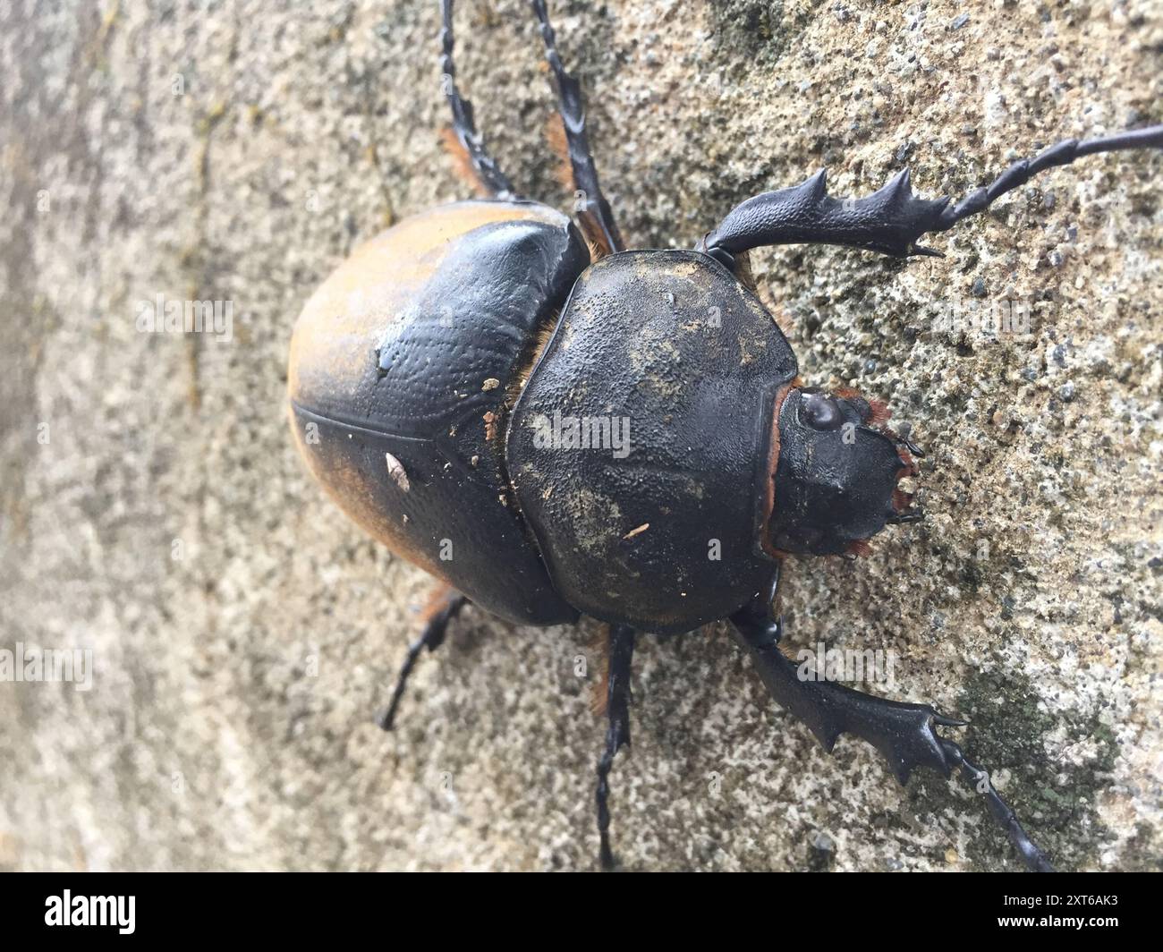 Elephant Beetle (Megasoma elephas) Insecta Stock Photo - Alamy