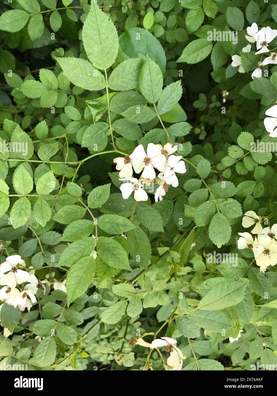 multiflora rose (Rosa multiflora) Plantae Stock Photo - Alamy
