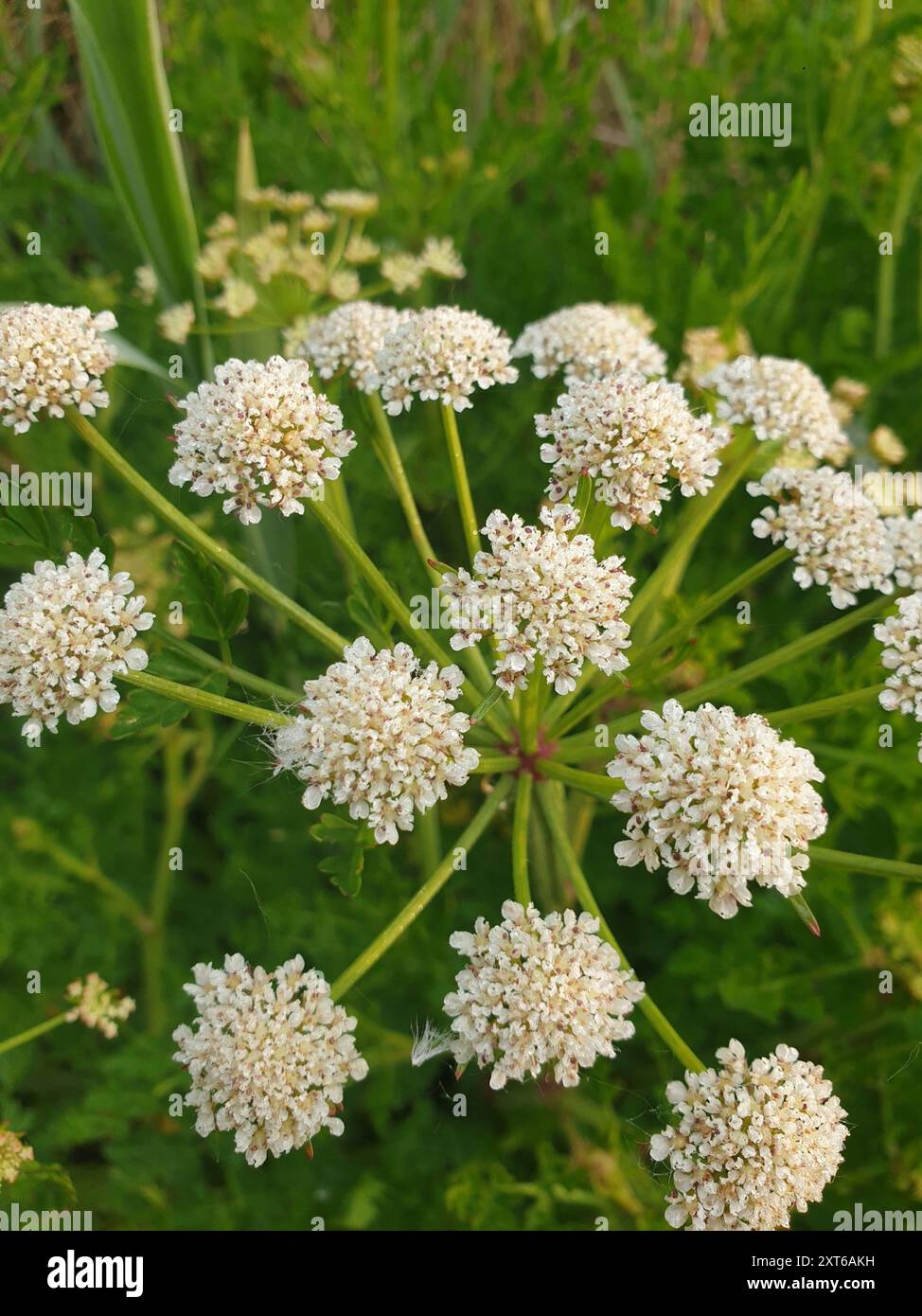 Hemlock Water-dropwort (Oenanthe crocata) Plantae Stock Photo - Alamy