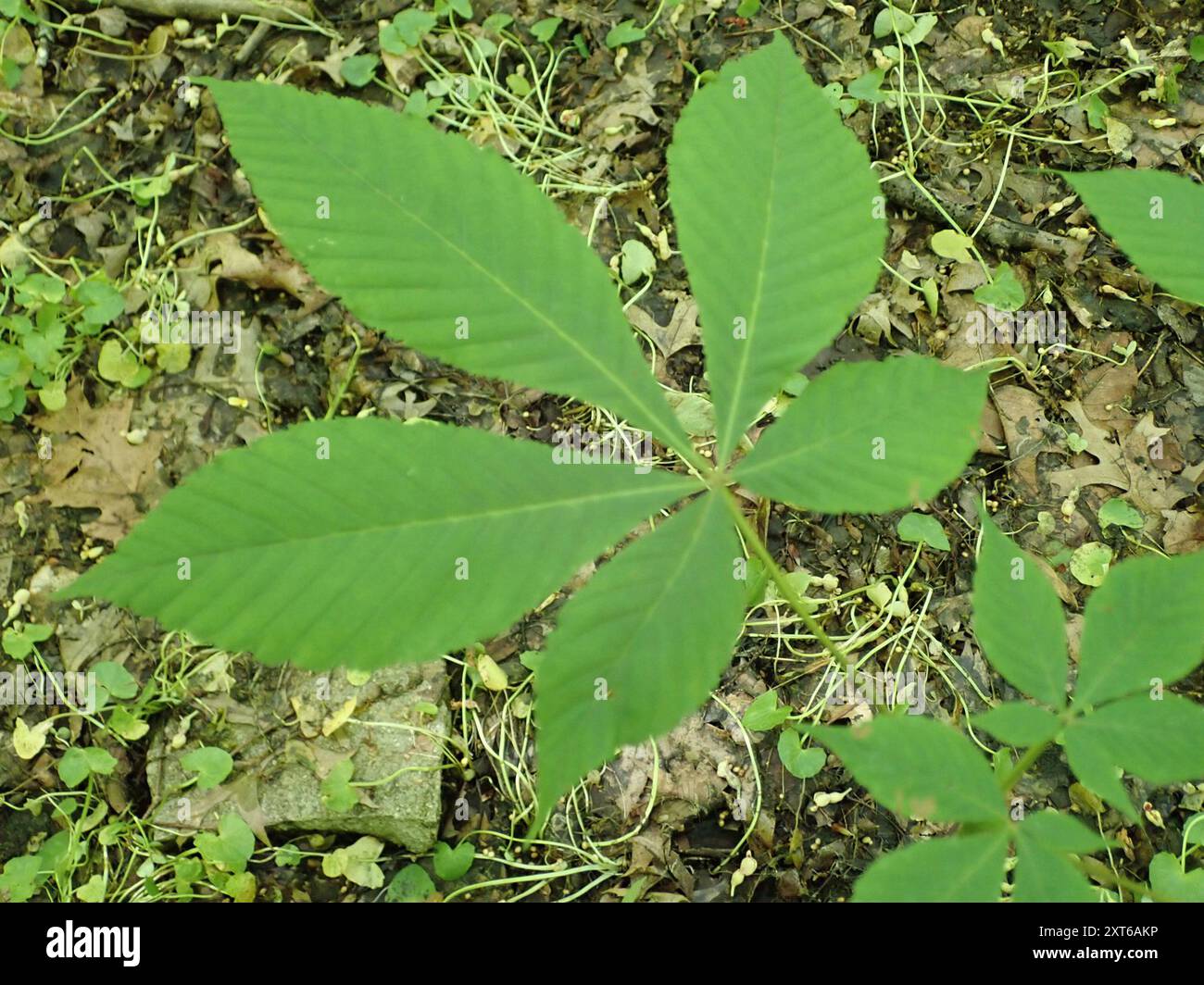 buckeyes and horse-chestnuts (Aesculus) Plantae Stock Photo - Alamy