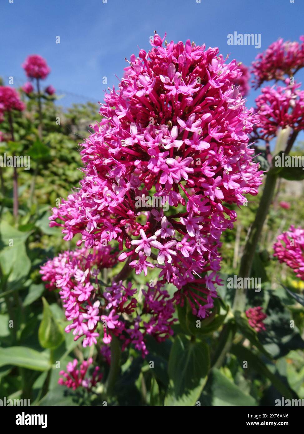 Red Valerian (Centranthus ruber) Plantae Stock Photo - Alamy