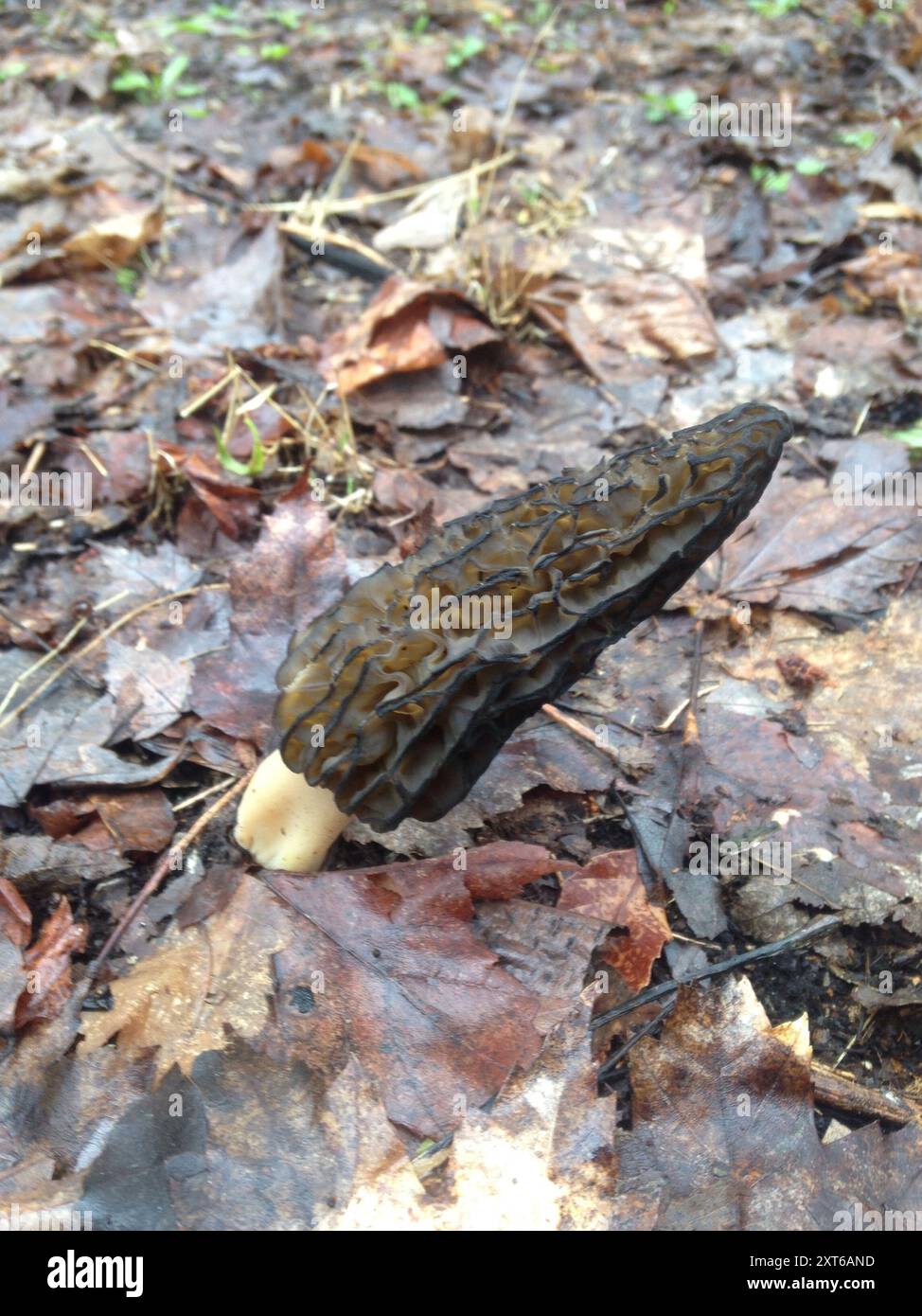black morel (Morchella angusticeps) Fungi Stock Photo - Alamy