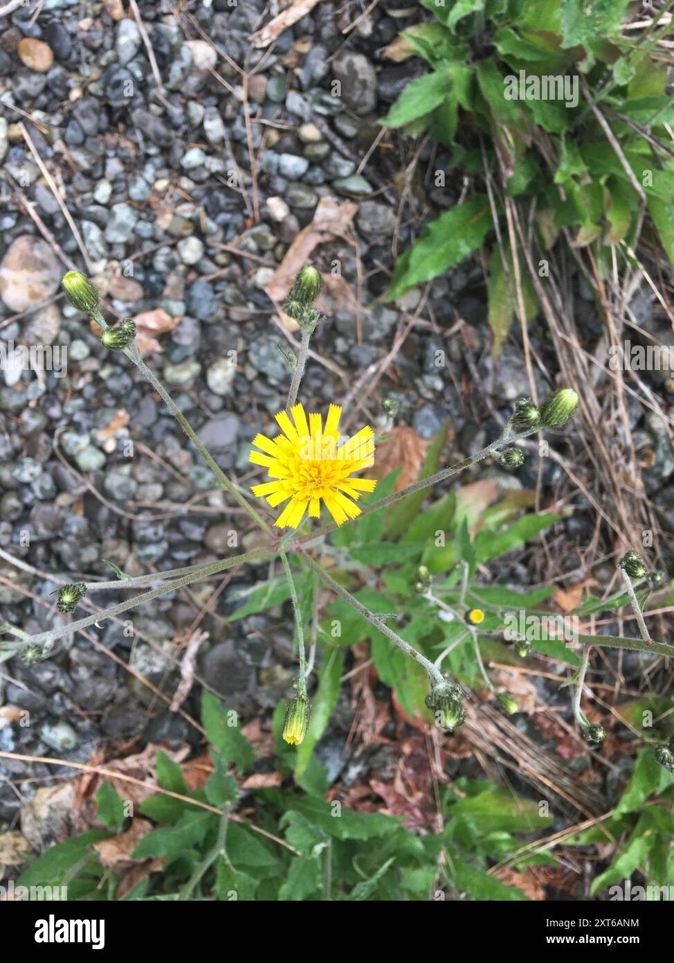 common hawkweed (Hieracium lachenalii) Plantae Stock Photo - Alamy