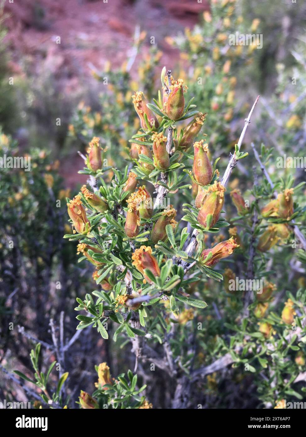 Blackbrush hi-res stock photography and images - Alamy