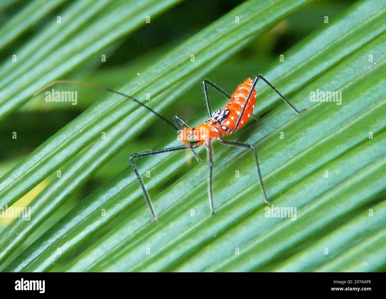 Milkweed Assassin Bug (Zelus longipes) Insecta Stock Photo - Alamy