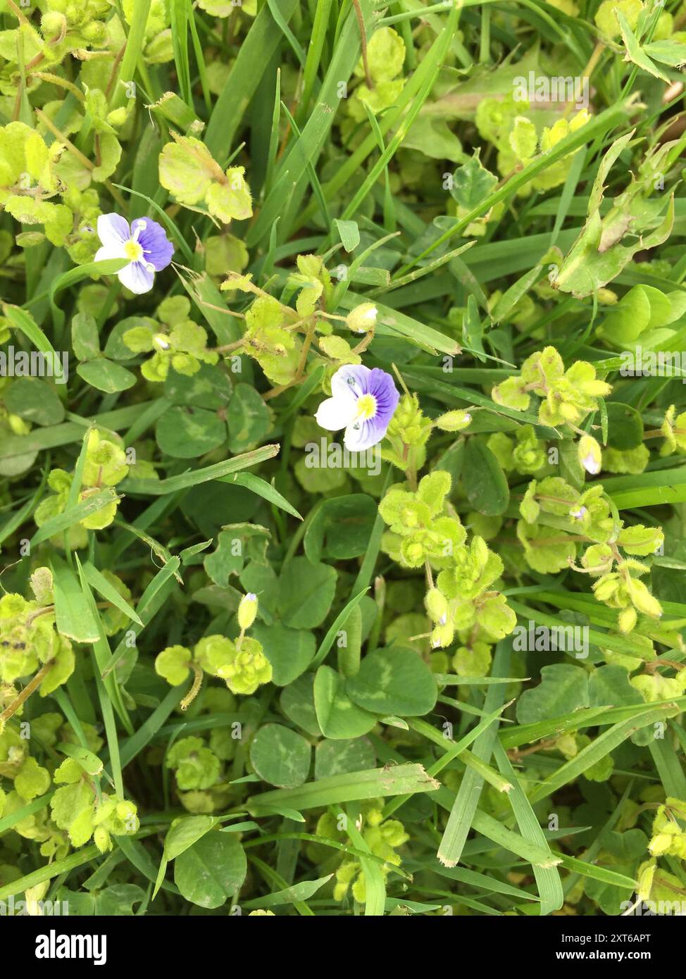 Slender speedwell (Veronica filiformis) Plantae Stock Photo - Alamy