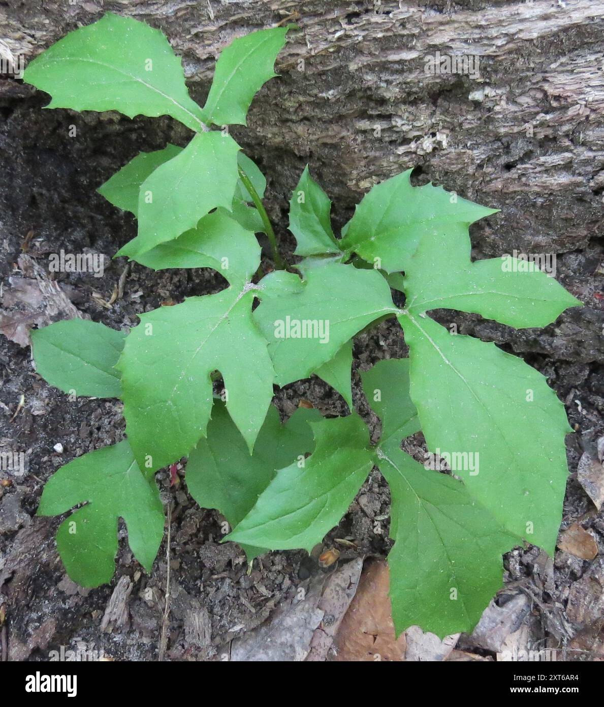 rattlesnake roots (Nabalus) Plantae Stock Photo - Alamy