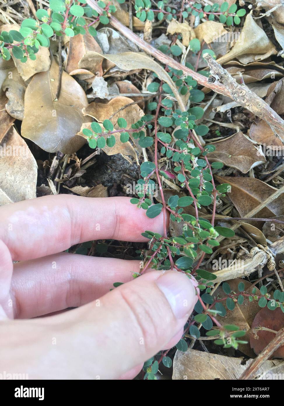 prostrate sandmat (Euphorbia prostrata) Plantae Stock Photo - Alamy