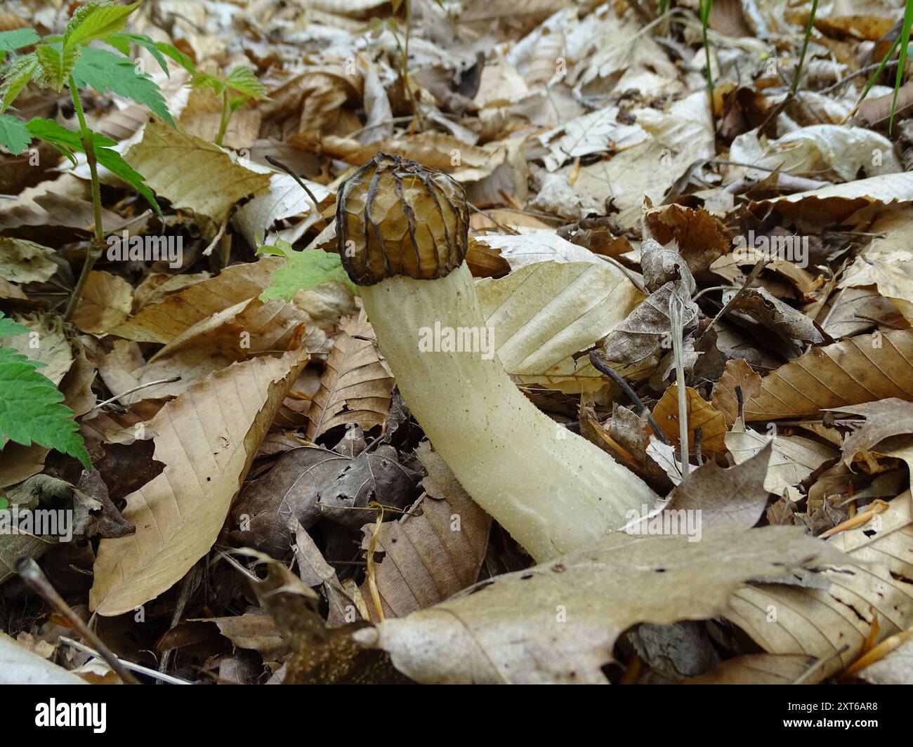 Half-free Morel (Morchella punctipes) Fungi Stock Photo - Alamy