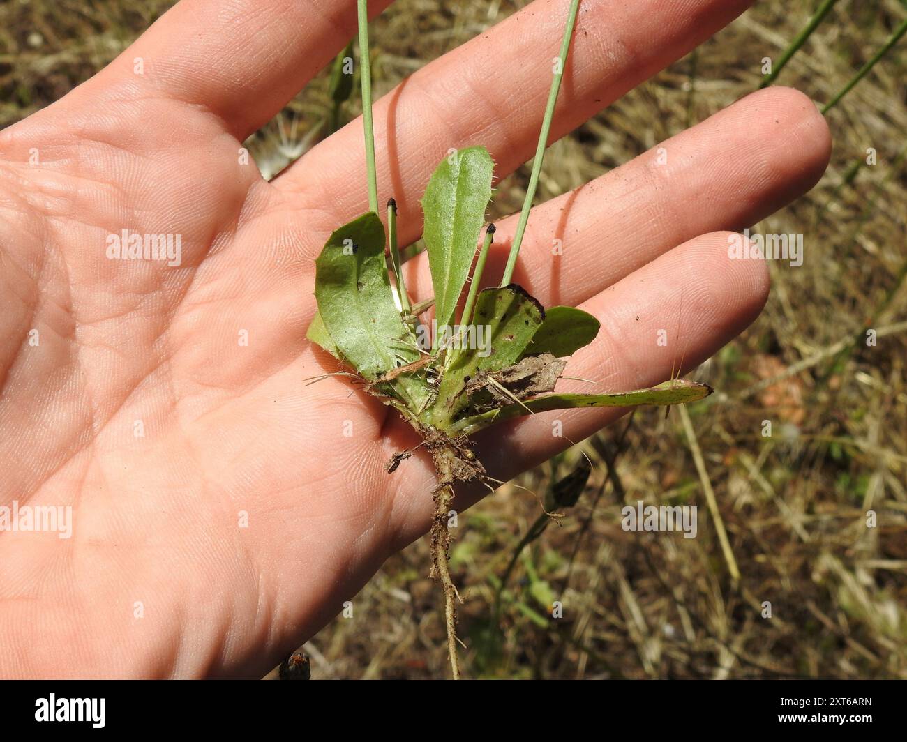 Smooth Cat's Ear (Hypochaeris glabra) Plantae Stock Photo - Alamy