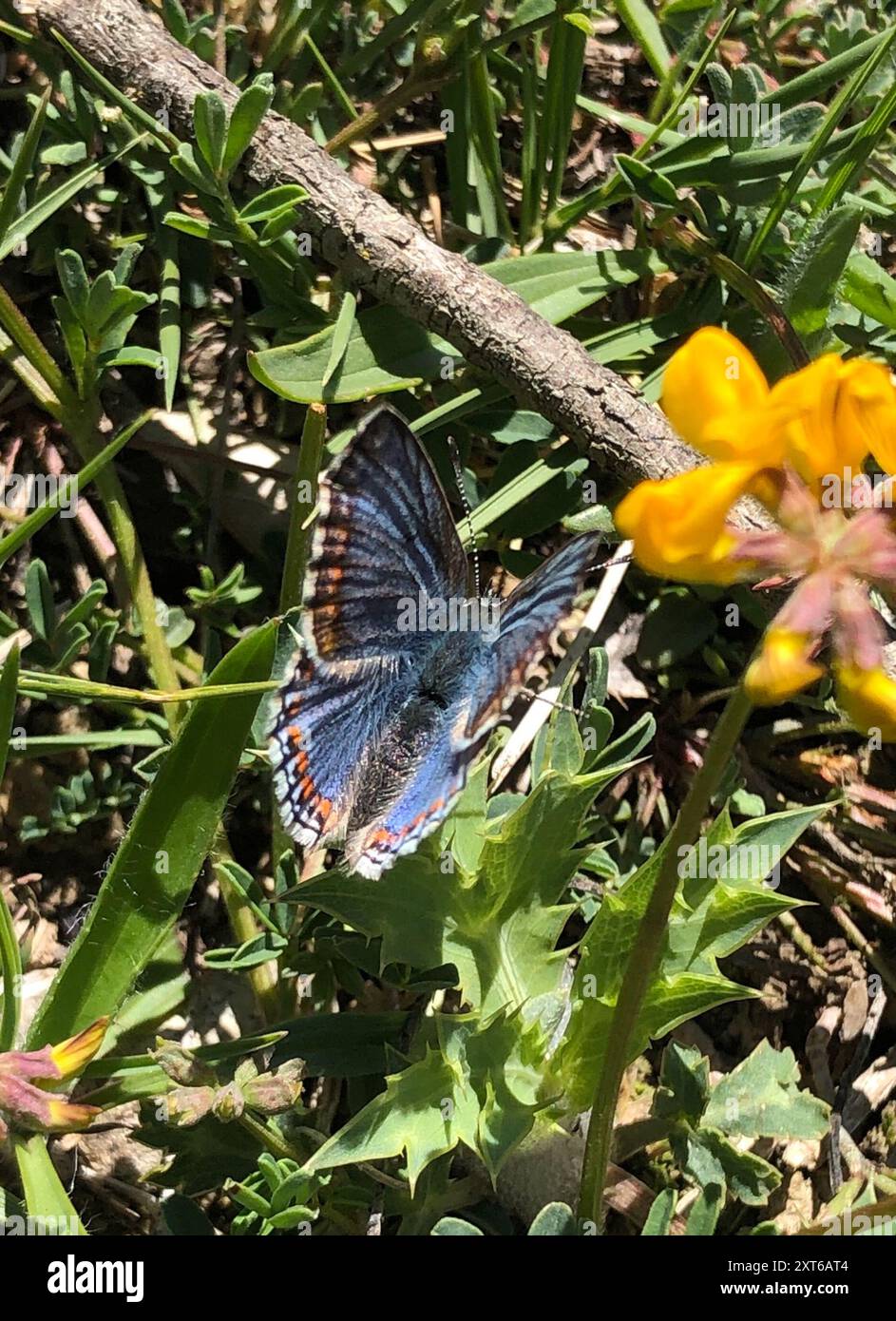 Adonis Blue (Polyommatus bellargus) Insecta Stock Photo - Alamy