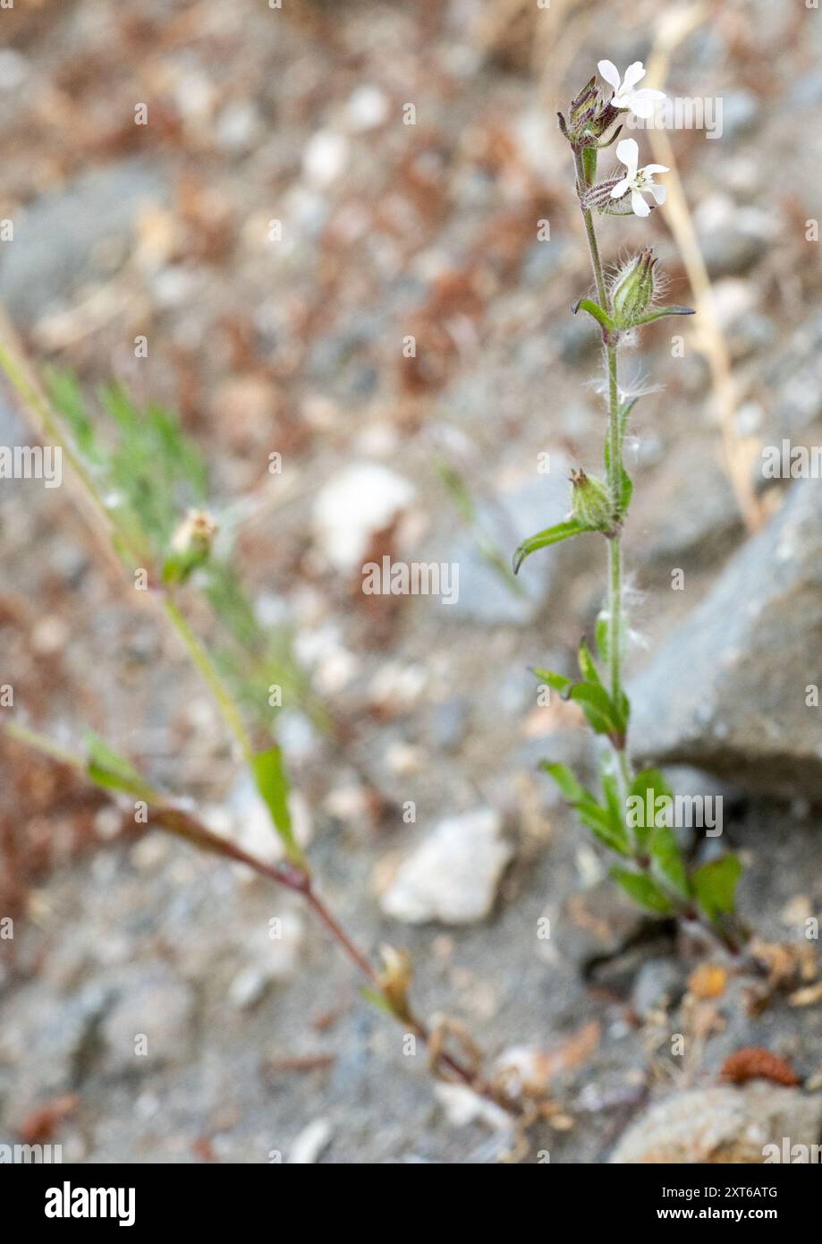 Small-flowered Catchfly (Silene gallica) Plantae Stock Photo - Alamy