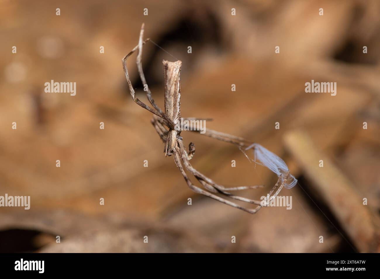 Long-palp Ogre-faced Spider (Asianopis cylindrica) getting ready to ...