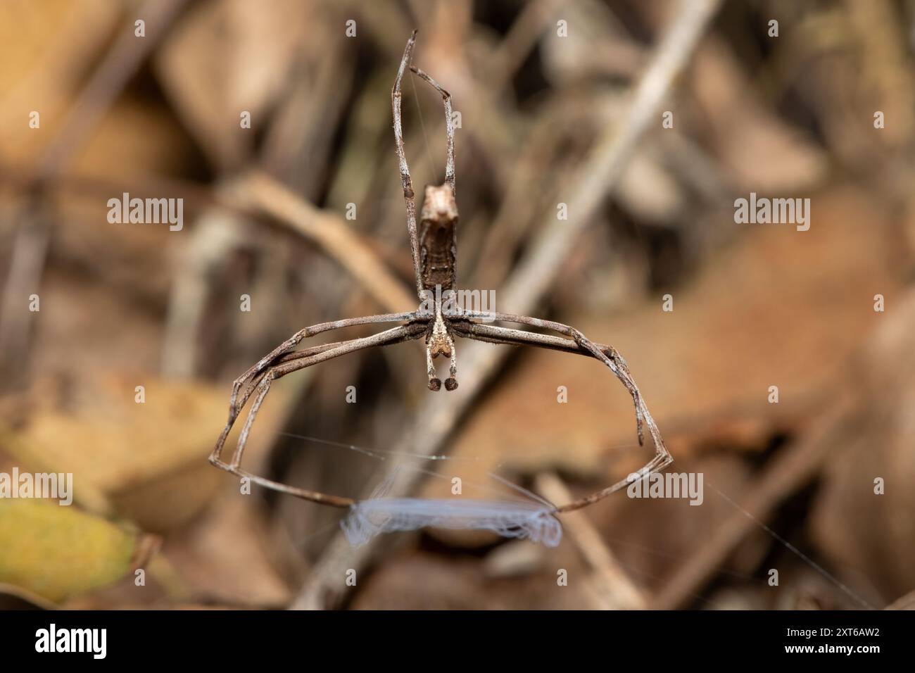 Long-palp Ogre-faced Spider (Asianopis cylindrica) getting ready to ...