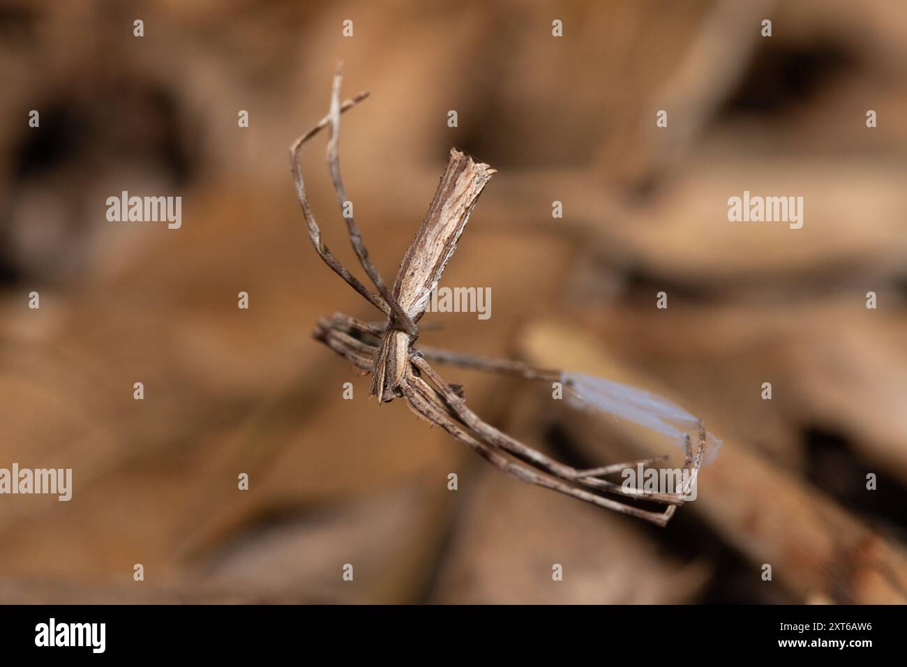 Long-palp Ogre-faced Spider (Asianopis cylindrica) getting ready to ...