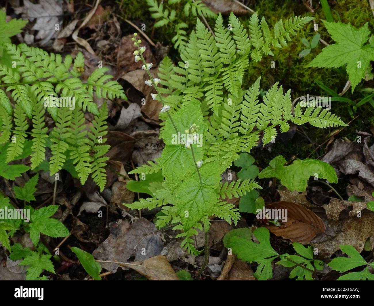 twoleaf miterwort (Mitella diphylla) Plantae Stock Photo - Alamy