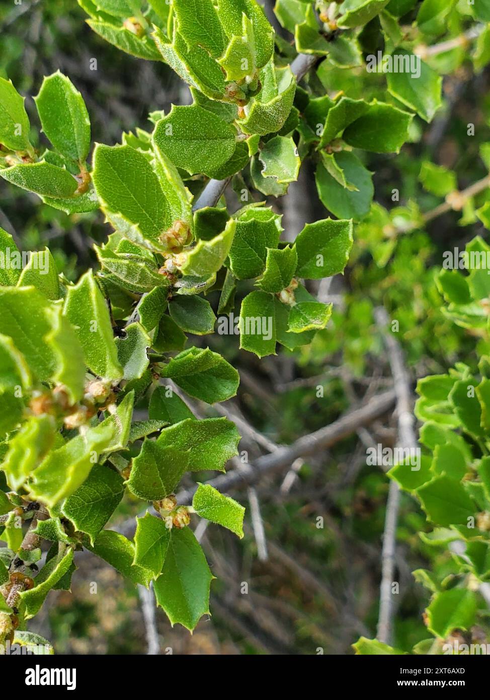 Cupped Leaf Ceanothus (Ceanothus perplexans) Plantae Stock Photo - Alamy