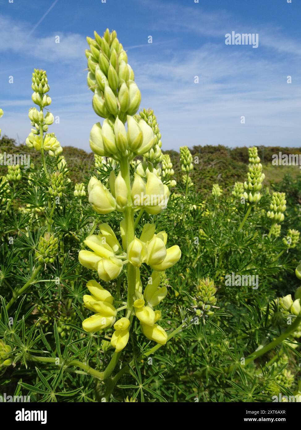 coastal bush lupine (Lupinus arboreus) Plantae Stock Photo - Alamy