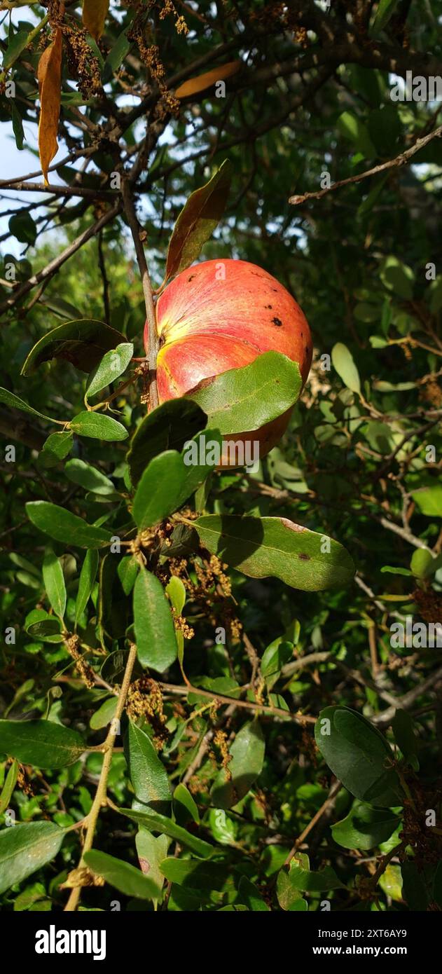 California Gall Wasp (Andricus quercuscalifornicus) Insecta Stock Photo ...