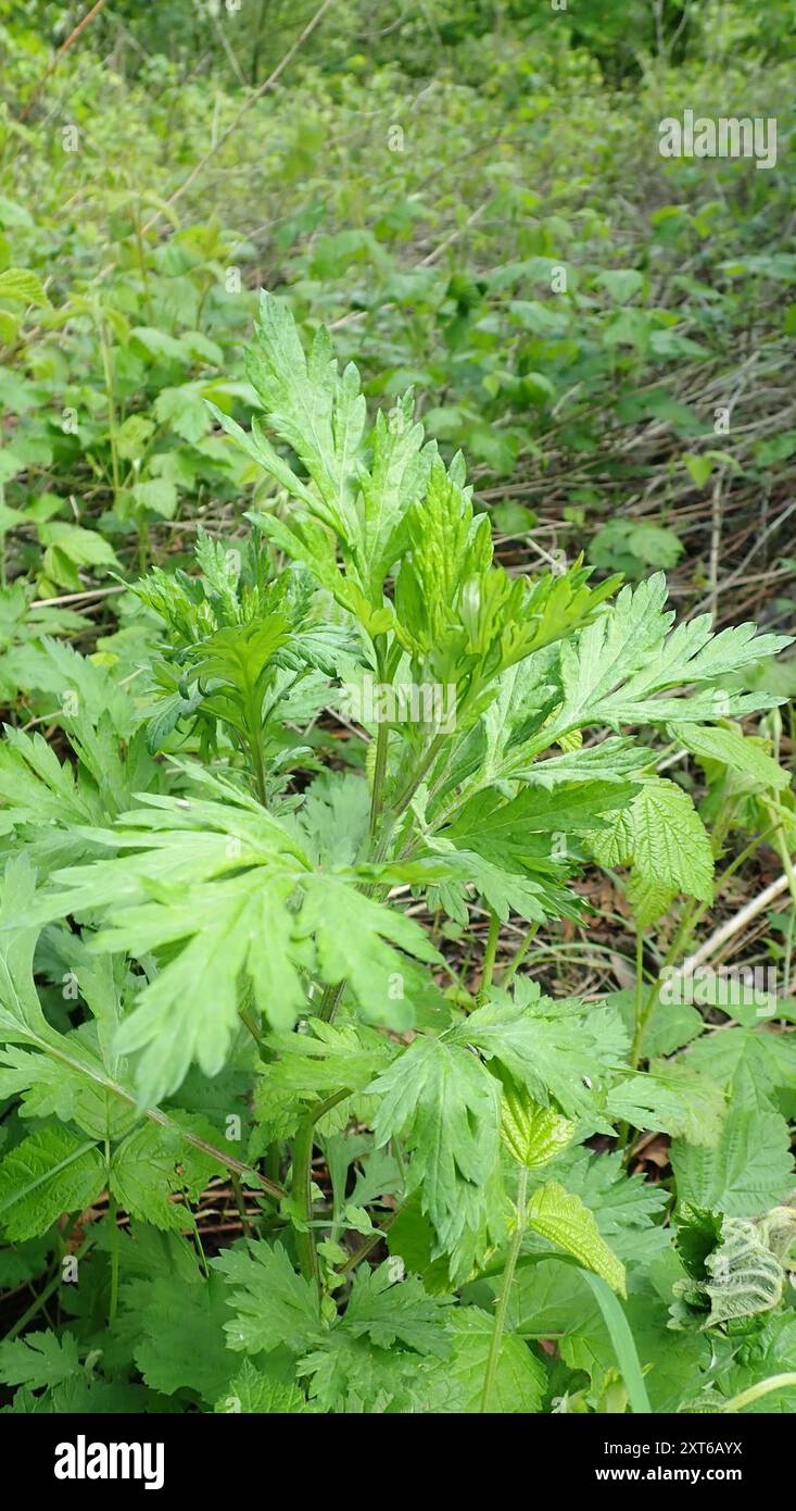common mugwort (Artemisia vulgaris) Plantae Stock Photo - Alamy