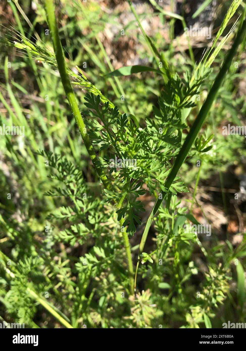 American wild carrot (Daucus pusillus) Plantae Stock Photo - Alamy