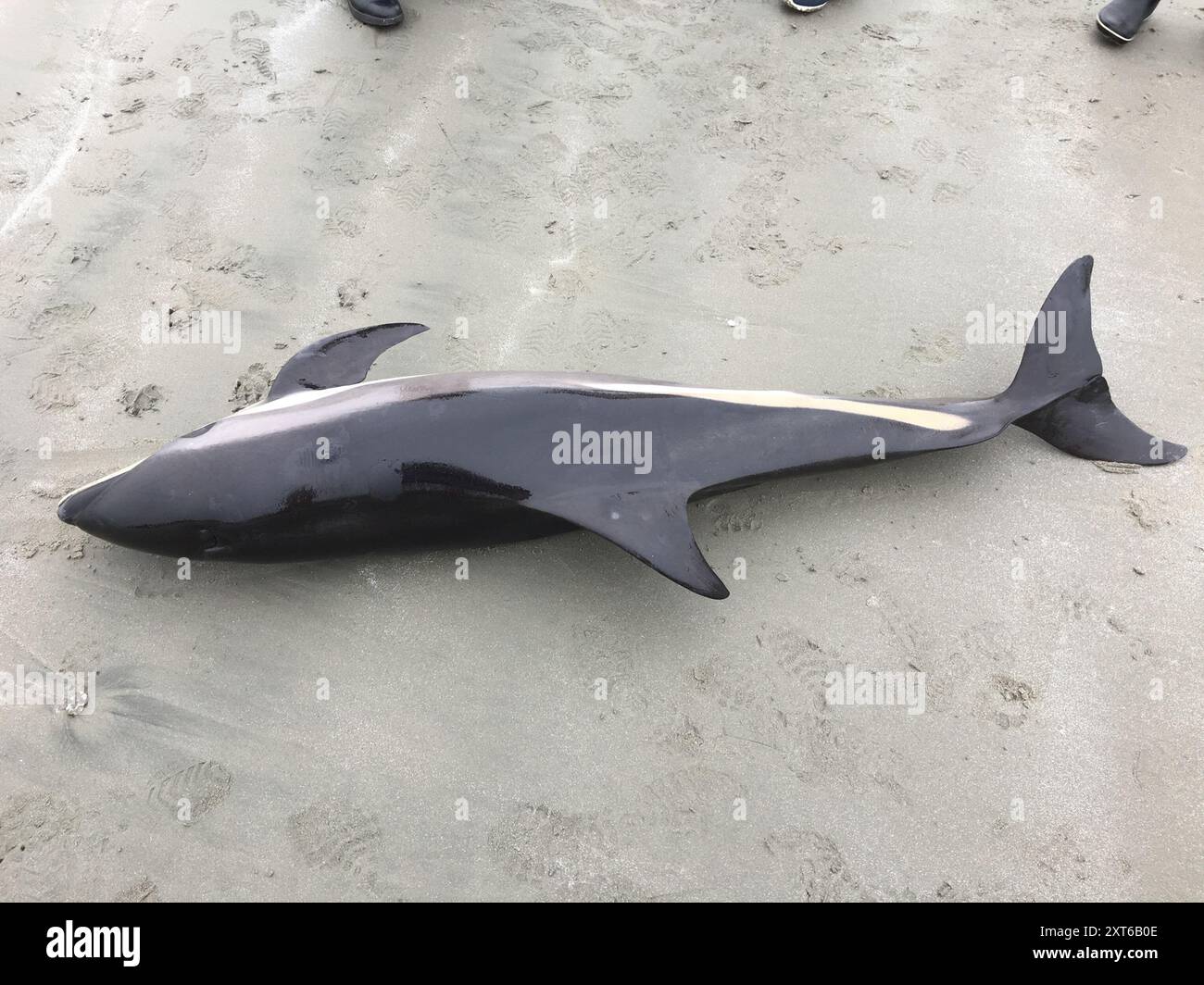 Atlantic White-sided Dolphin (Leucopleurus acutus) Mammalia Stock Photo ...