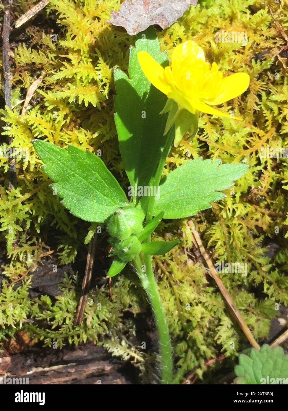 bristly buttercup (Ranunculus hispidus) Plantae Stock Photo - Alamy