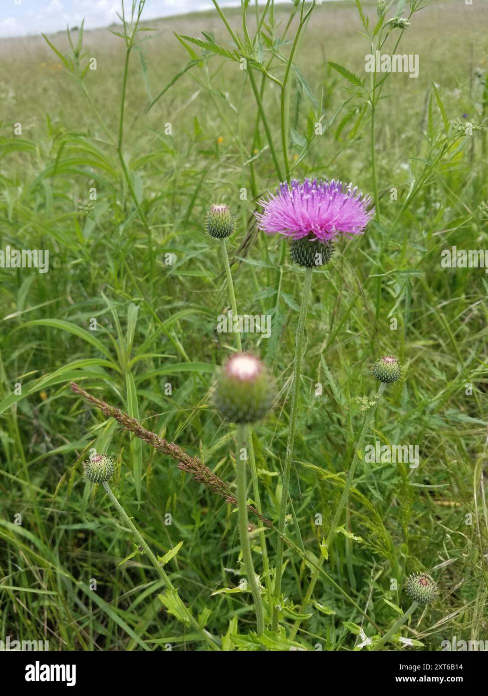 Texas Thistle (Cirsium texanum) Plantae Stock Photo - Alamy
