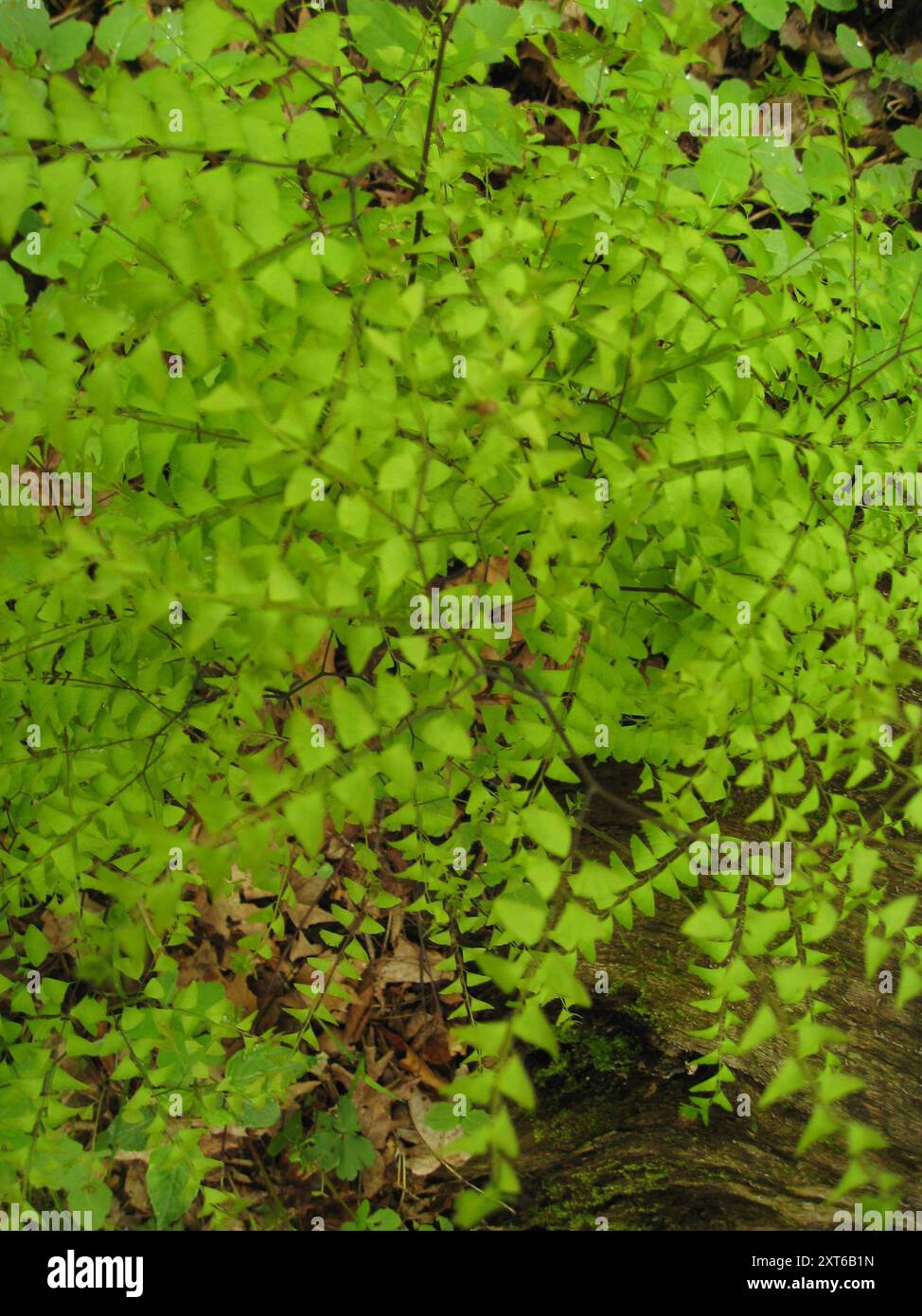 northern maidenhair fern (Adiantum pedatum) Plantae Stock Photo - Alamy