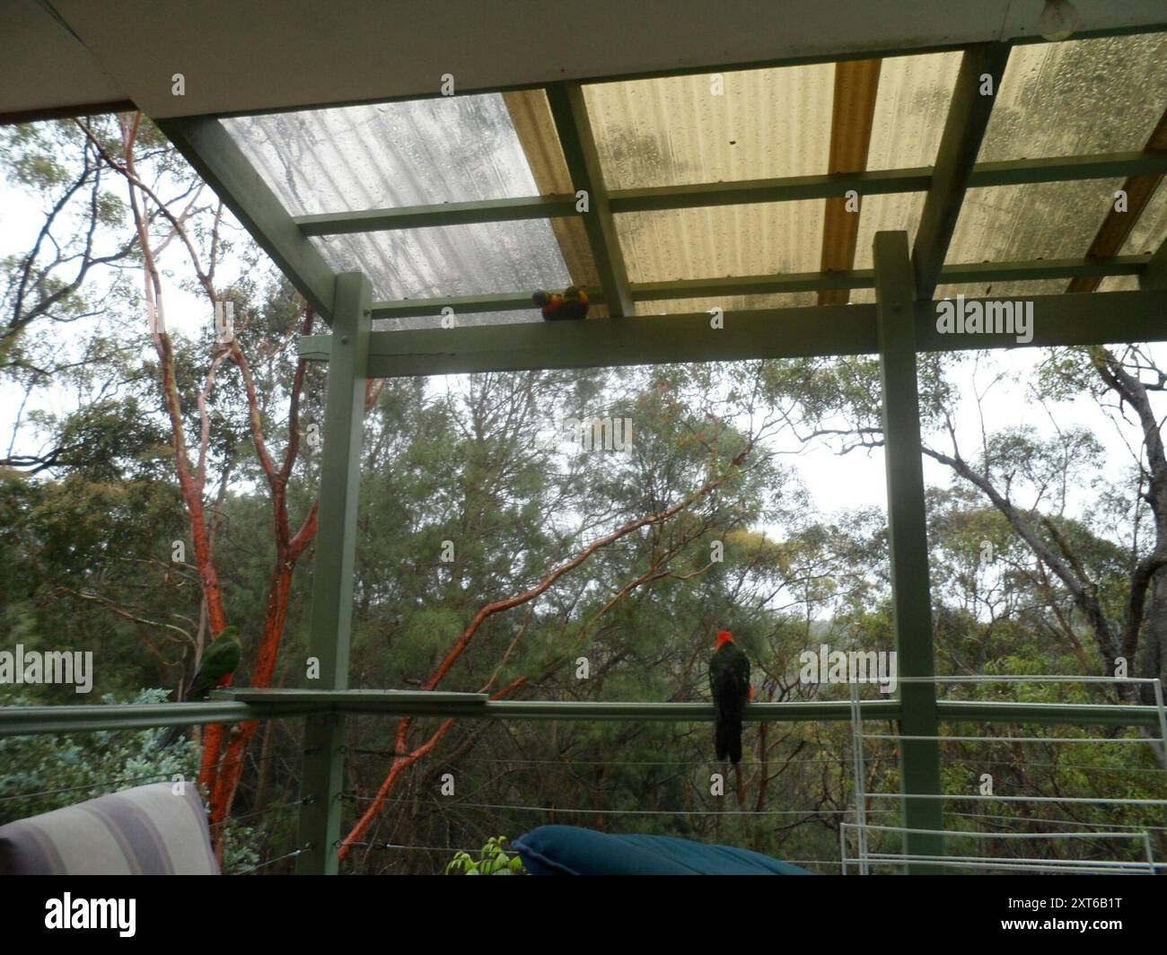 Australian King Parrot (Alisterus scapularis) Aves Stock Photo - Alamy