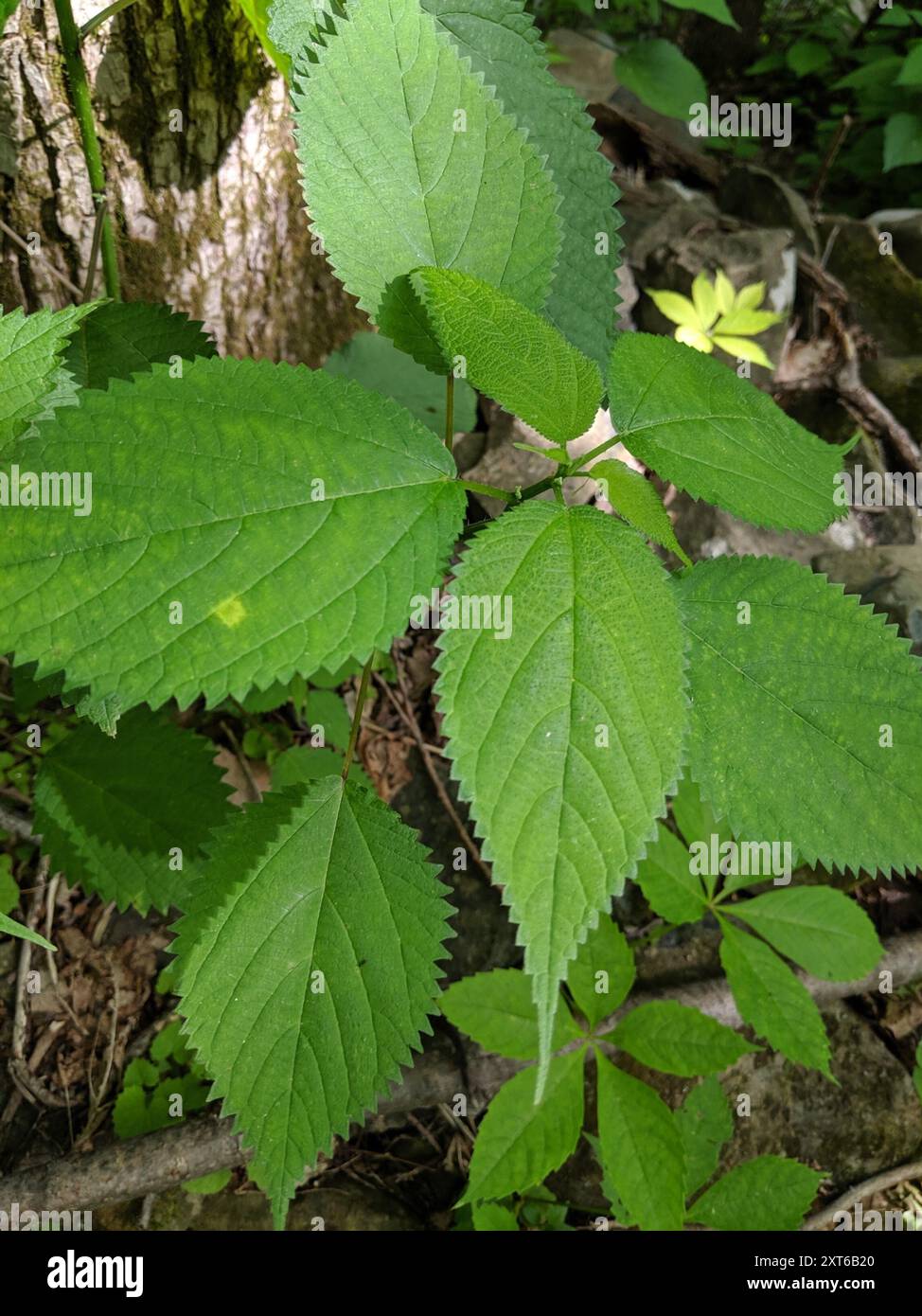 wood nettles (Laportea) Plantae Stock Photo - Alamy