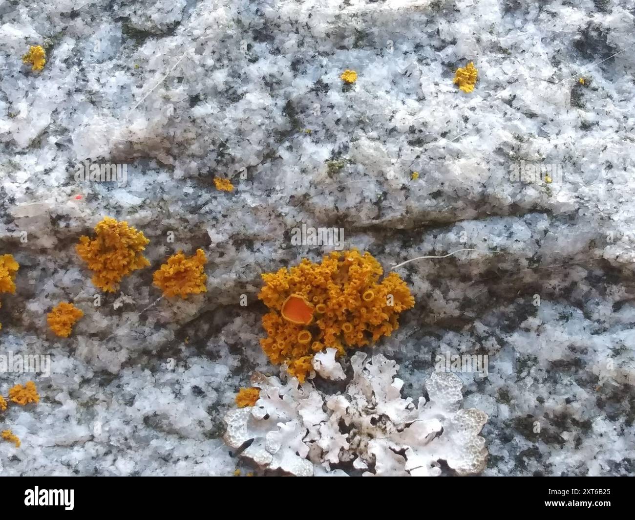 Shrubby Sunburst Lichen (Polycauliona candelaria) Fungi Stock Photo - Alamy