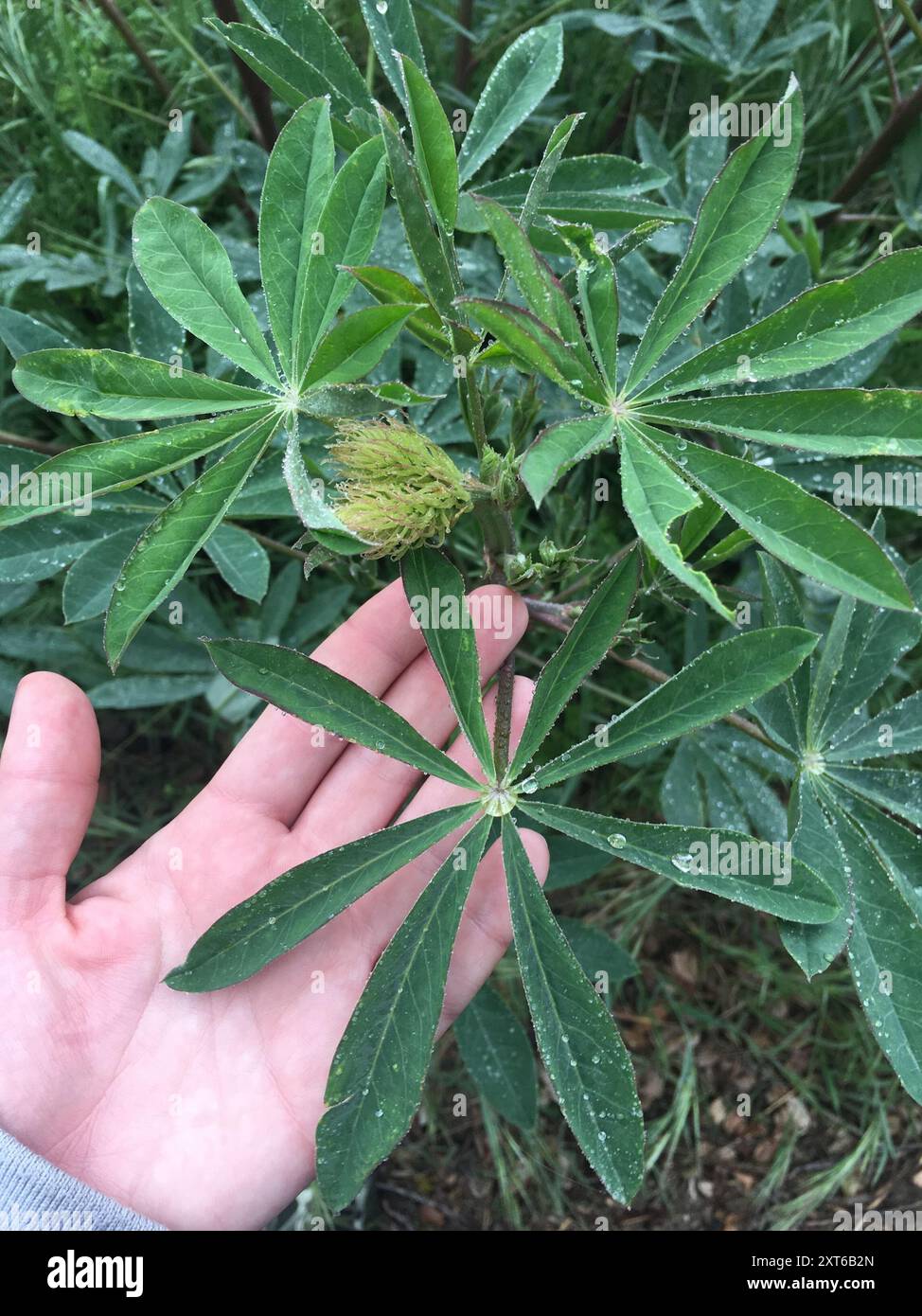Broadleaf Lupine (Lupinus latifolius) Plantae Stock Photo - Alamy