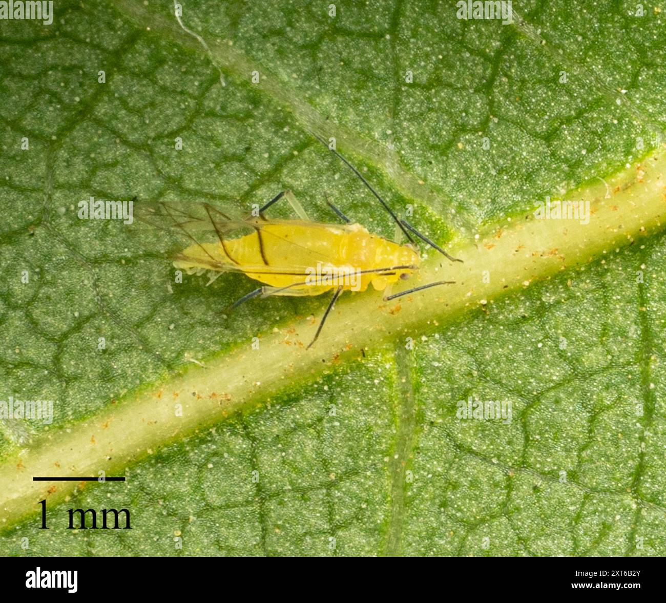 small walnut aphid (Chromaphis juglandicola) Insecta Stock Photo - Alamy