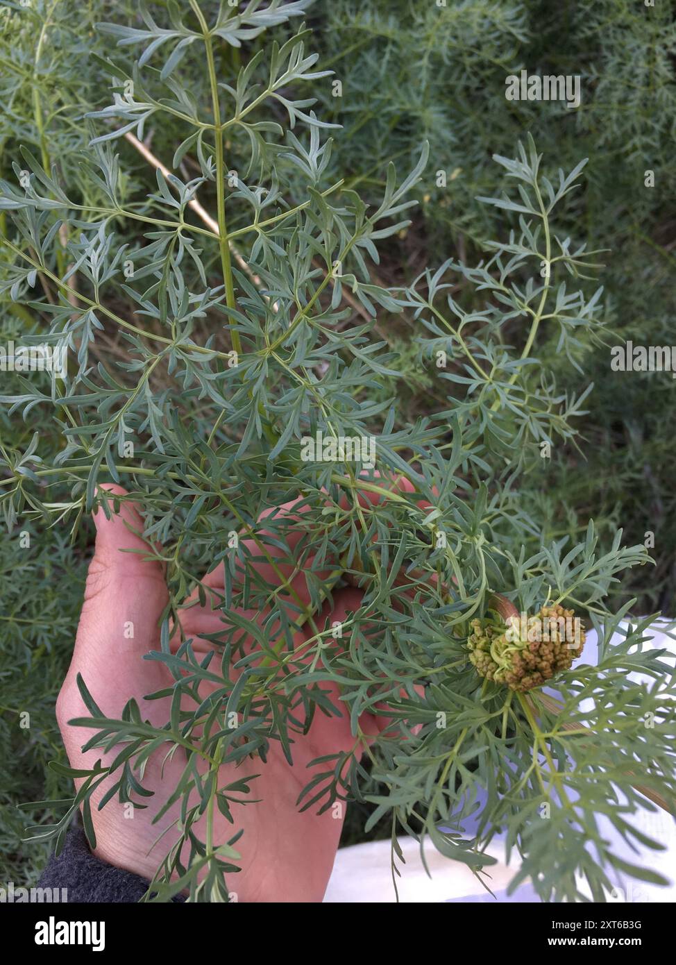 Fernleaf Biscuitroot (Lomatium dissectum) Plantae Stock Photo - Alamy
