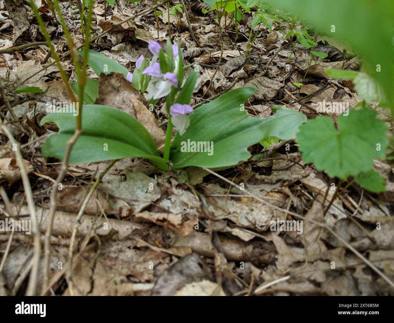 Galearis spectabilis hi-res stock photography and images - Alamy