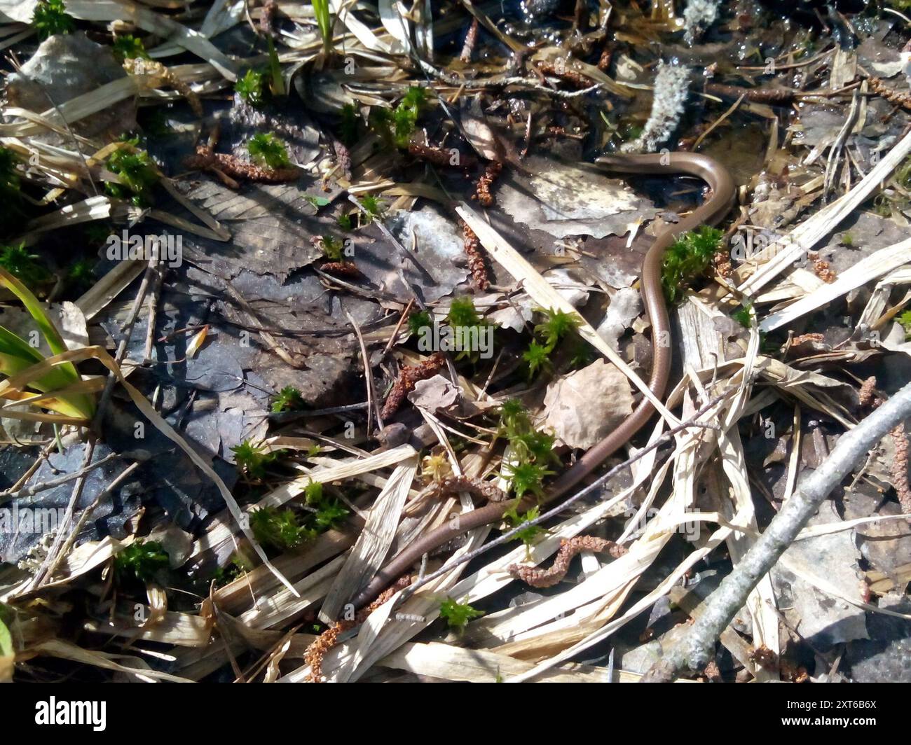 Eastern Slowworm (Anguis colchica) Reptilia Stock Photo - Alamy