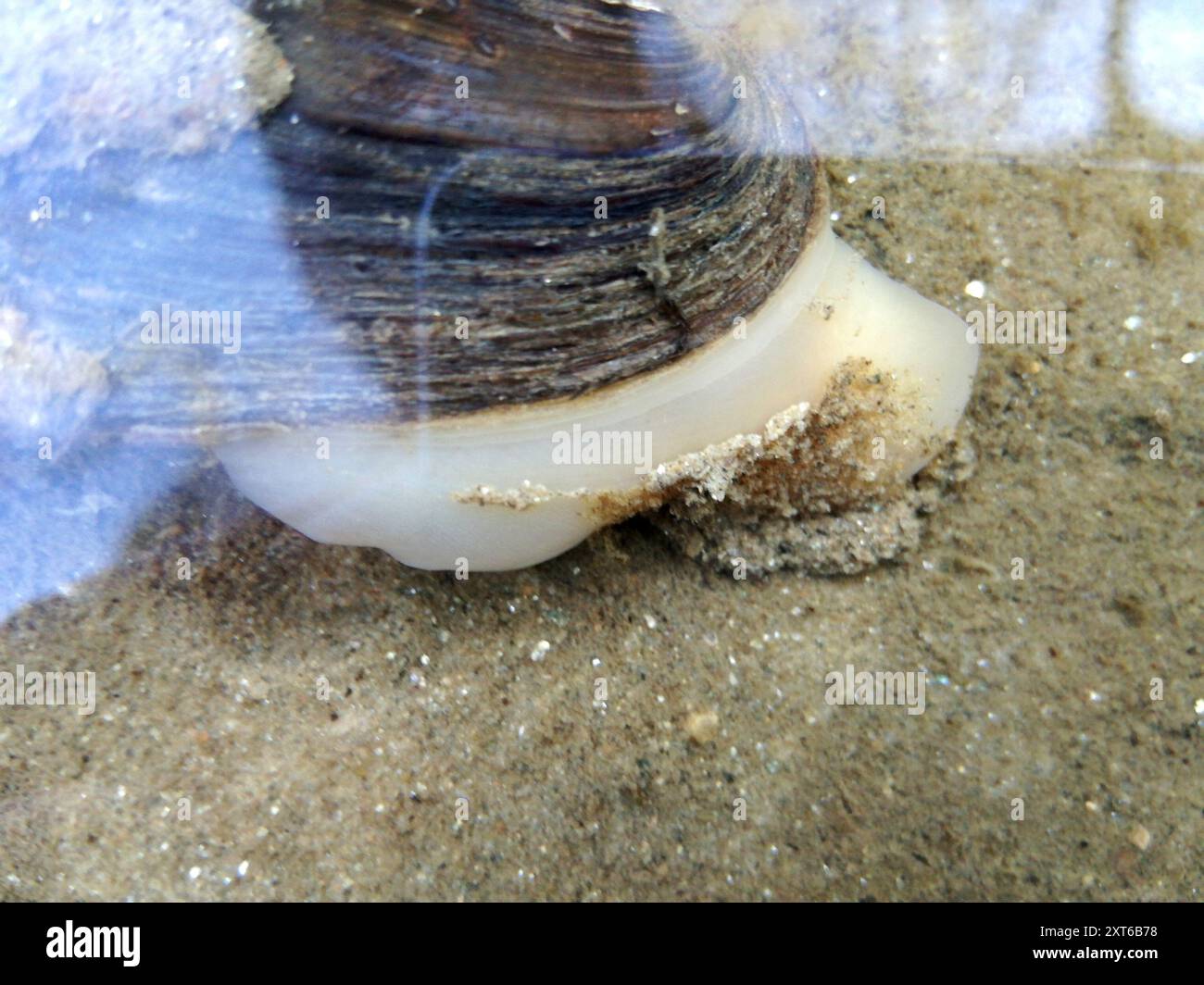 Thick-shelled Mussel (Unio crassus) Mollusca Stock Photo - Alamy