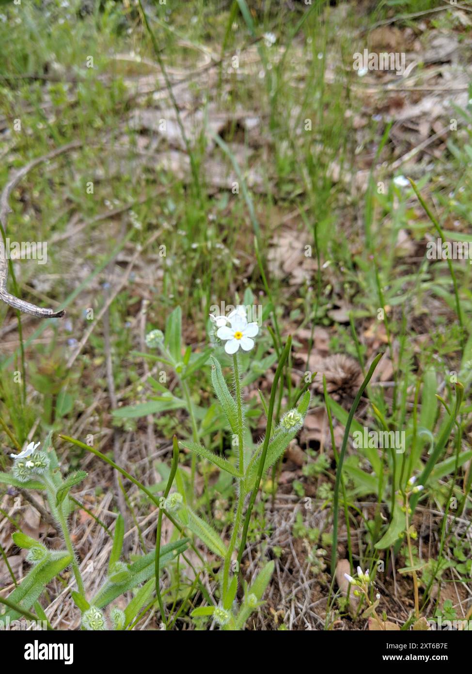 Clearwater cryptantha (Cryptantha intermedia) Plantae Stock Photo - Alamy