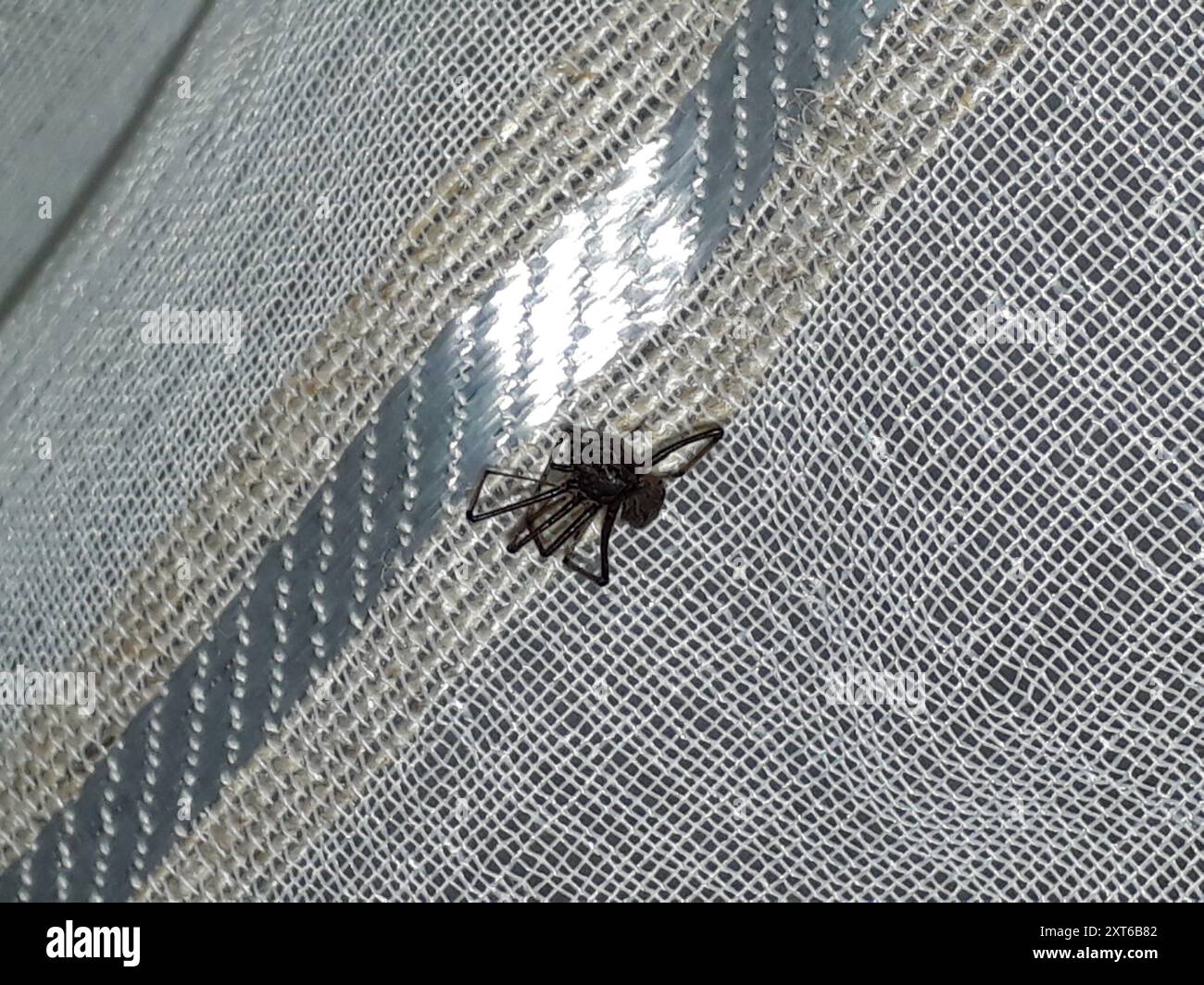 Spitting Spiders (Scytodidae) Arachnida Stock Photo - Alamy