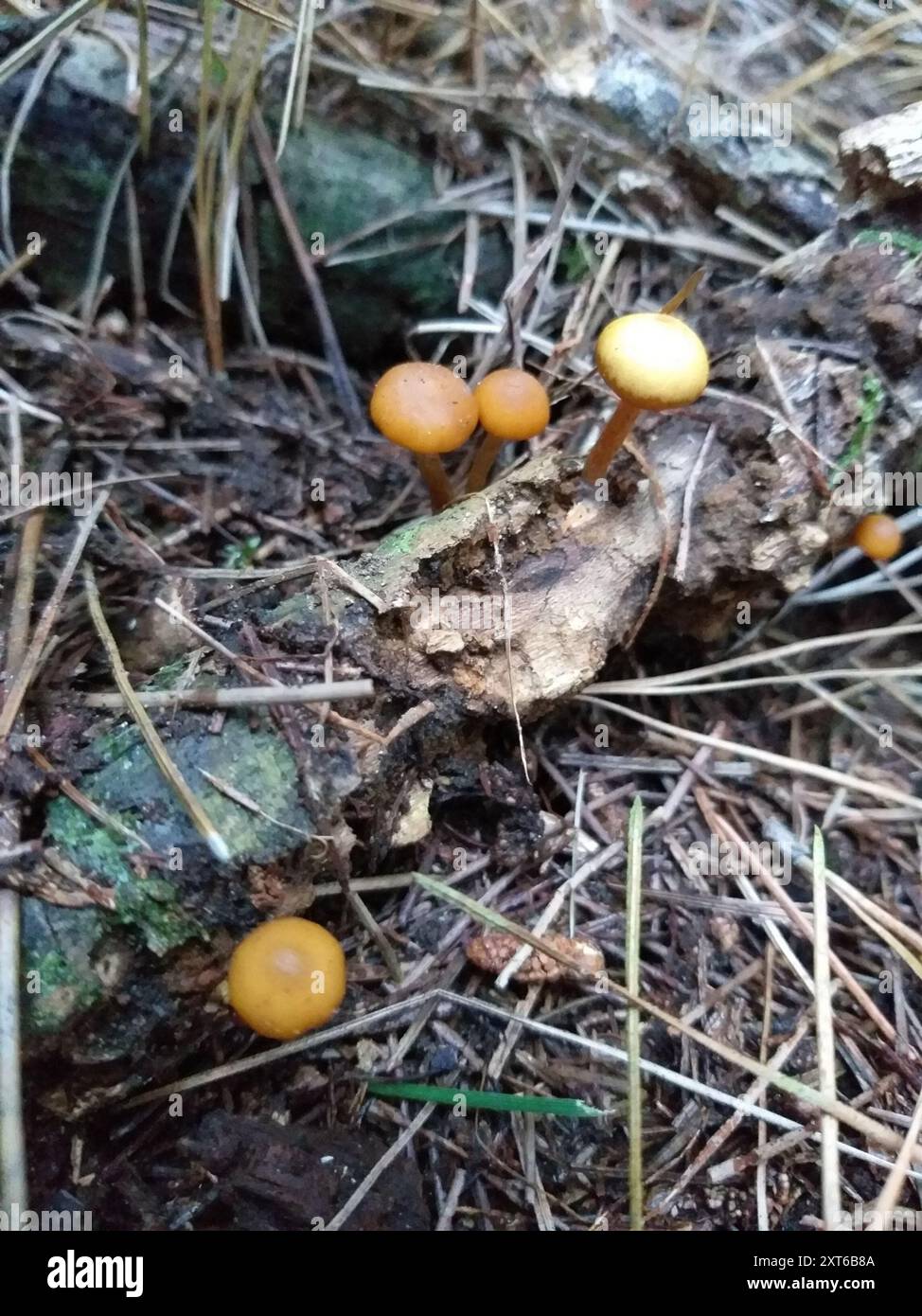 Moss Bells (Galerina) Fungi Stock Photo - Alamy