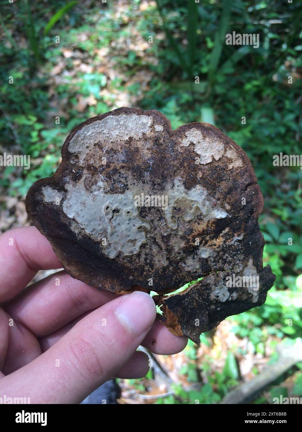 Hairy Hexagonia (Hexagonia hydnoides) Fungi Stock Photo - Alamy