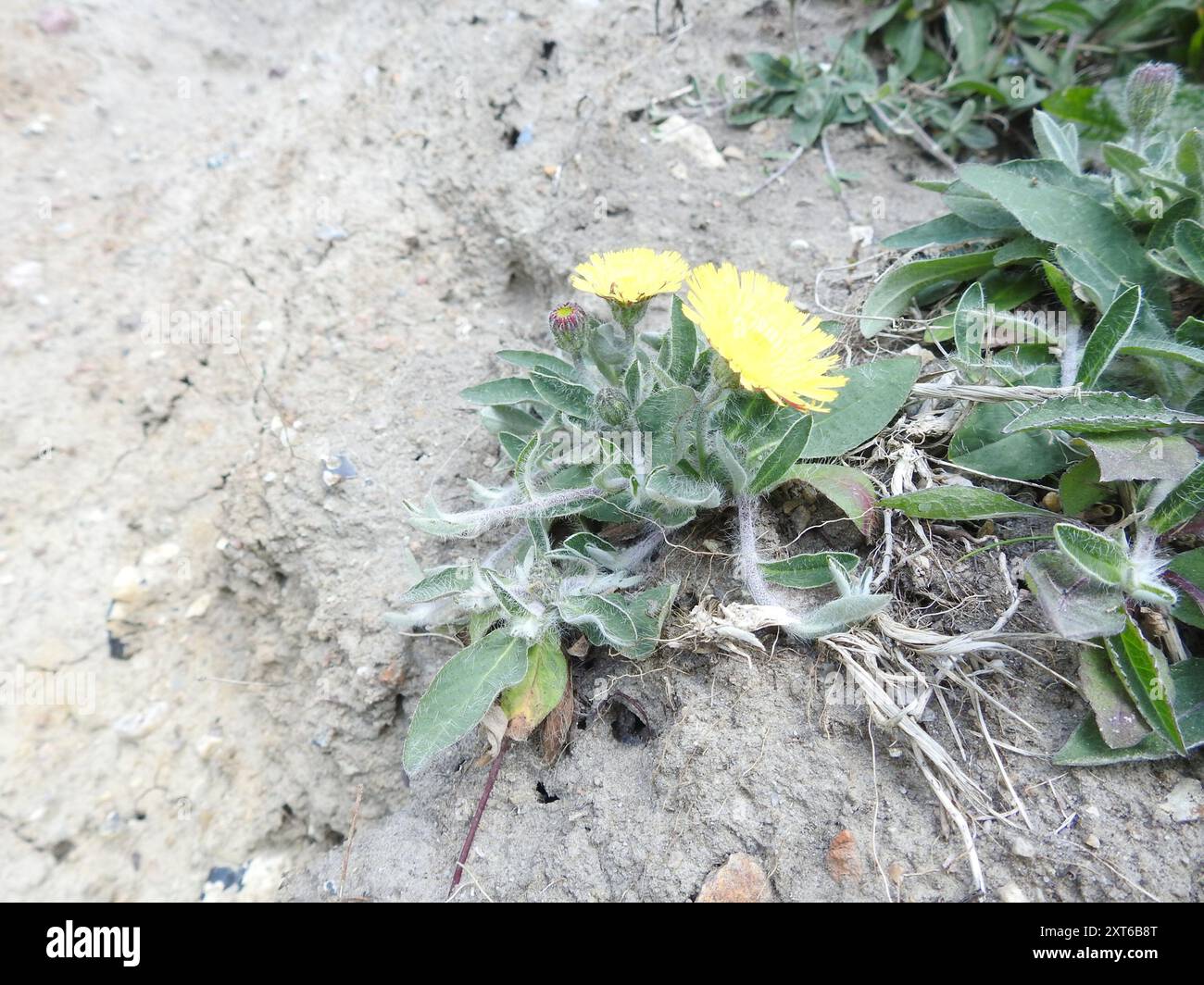 mouse-eared hawkweed (Pilosella officinarum) Plantae Stock Photo - Alamy