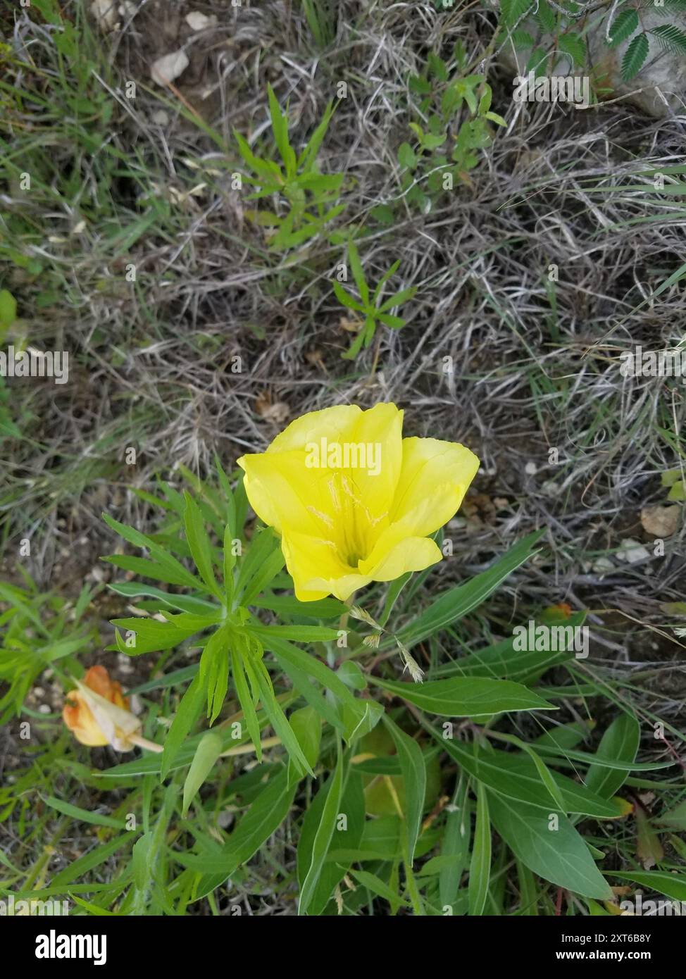 bigfruit evening primrose (Oenothera macrocarpa) Plantae Stock Photo ...