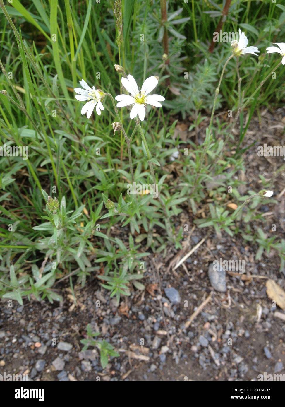 field chickweed (Cerastium arvense) Plantae Stock Photo - Alamy