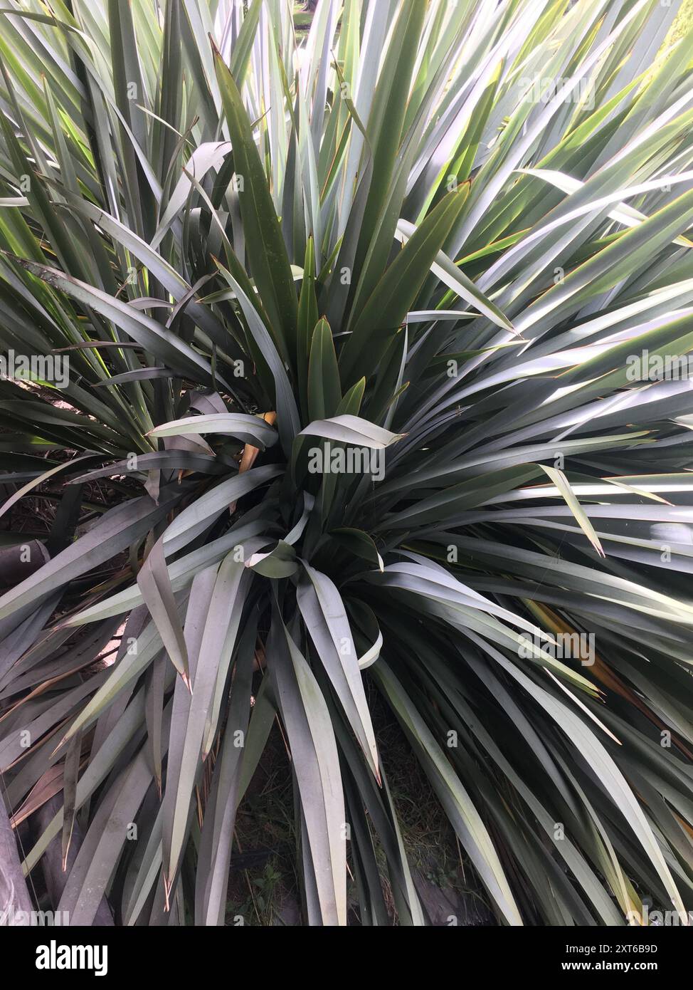 plants (Plantae) Plantae Stock Photo - Alamy