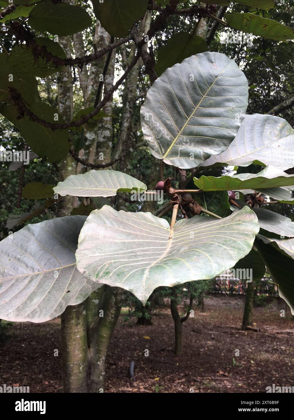 Figs (Ficus) Plantae Stock Photo - Alamy