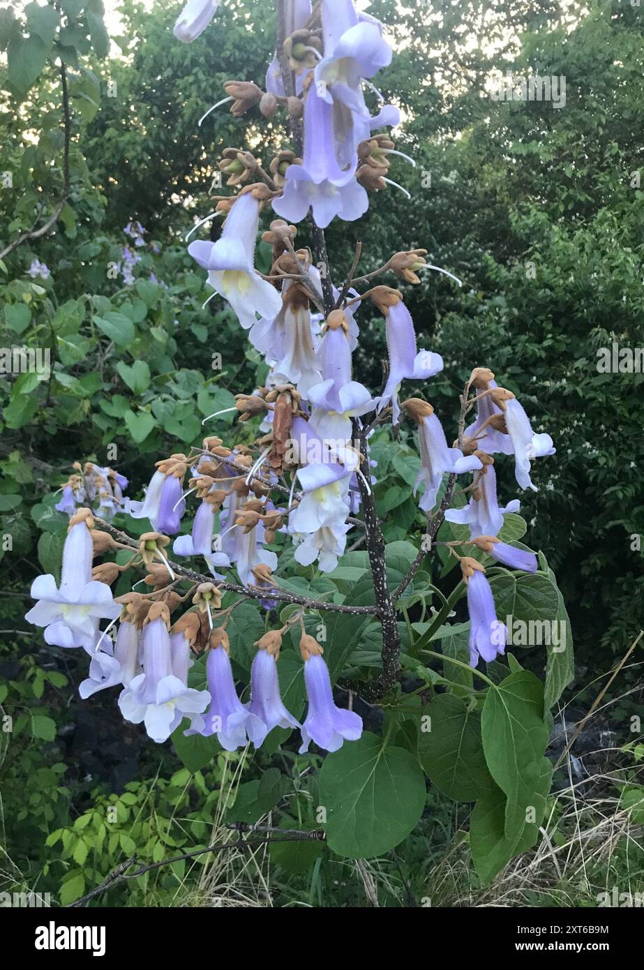princess tree (Paulownia tomentosa) Plantae Stock Photo - Alamy