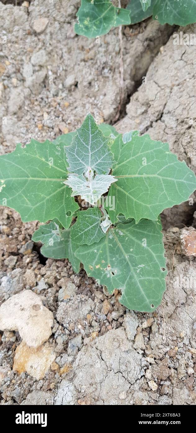 Saltbushes (Atriplex) Plantae Stock Photo - Alamy